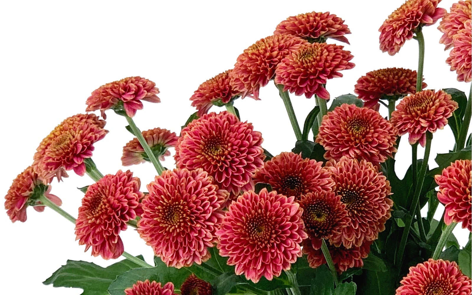 Santini – TOM FLOWERS