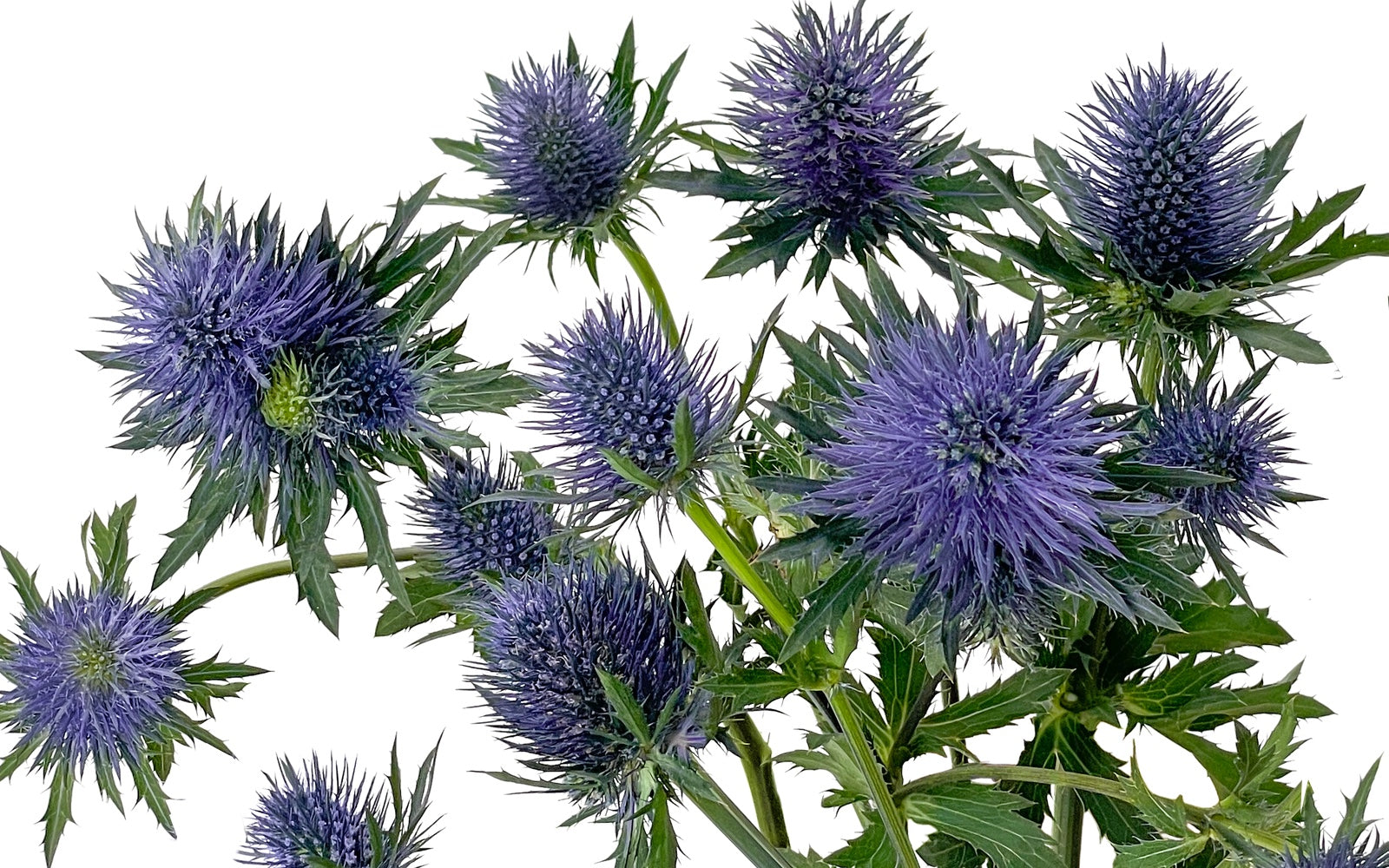 Disteln – TOM FLOWERS