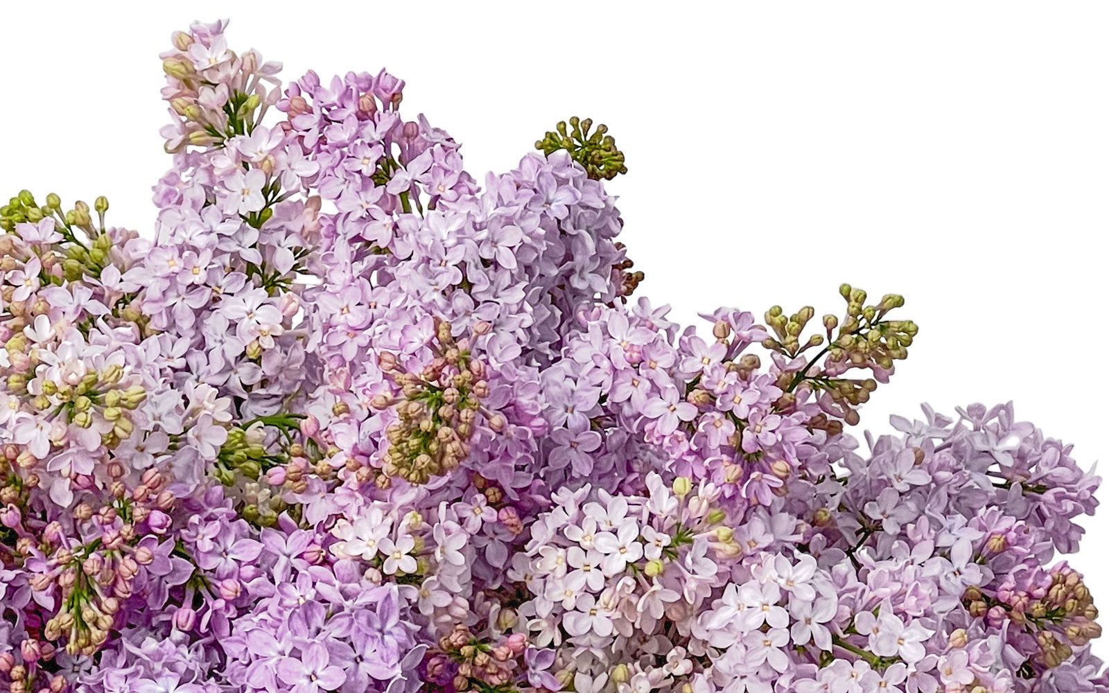Flieder – TOM FLOWERS