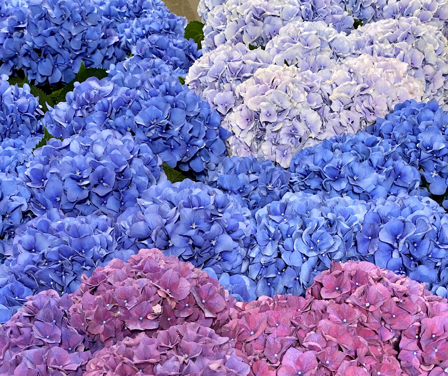 Shades of blue – TOM FLOWERS