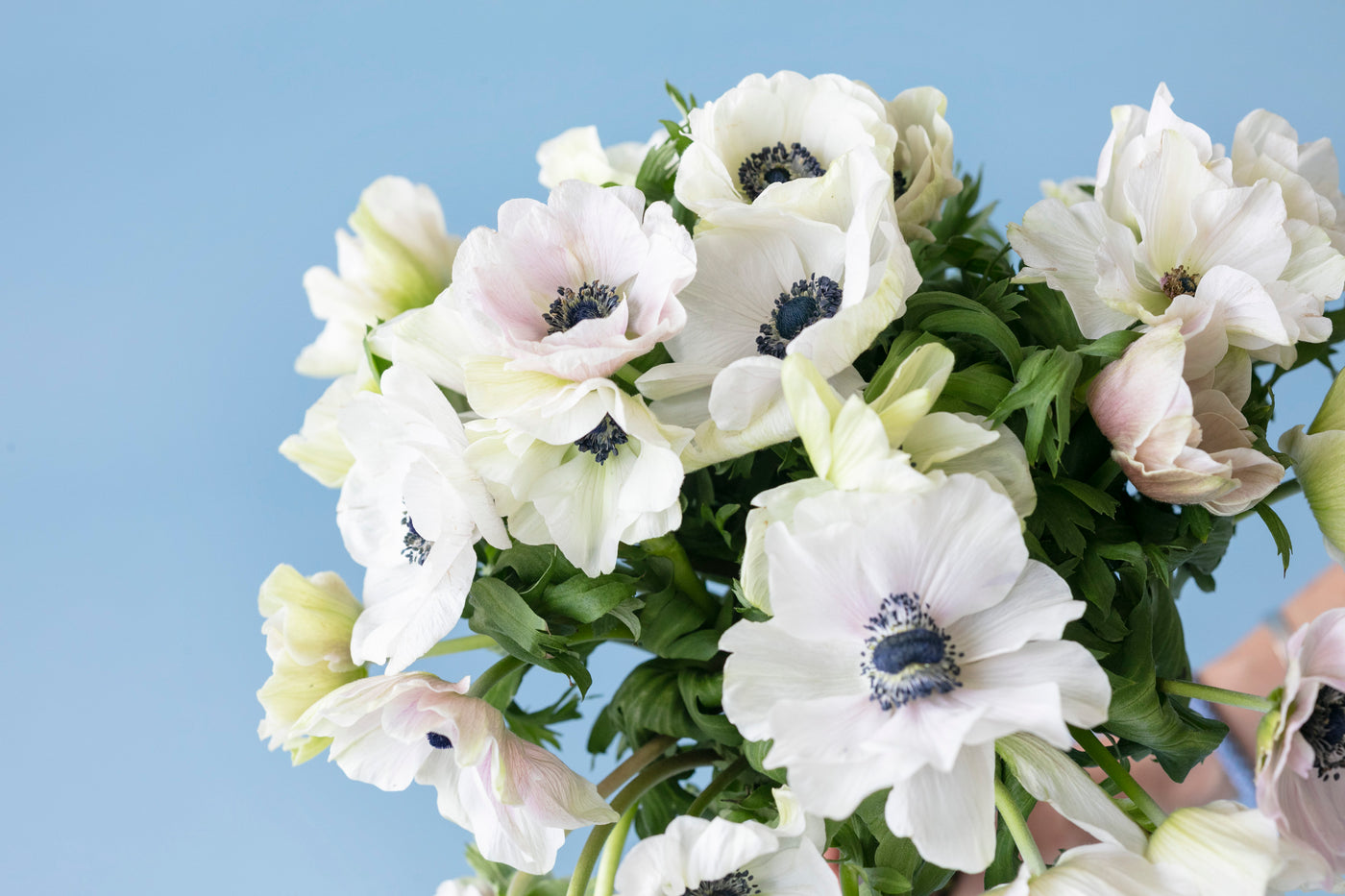 TOM FLOWERS - Blumen online bestellen und schicken
