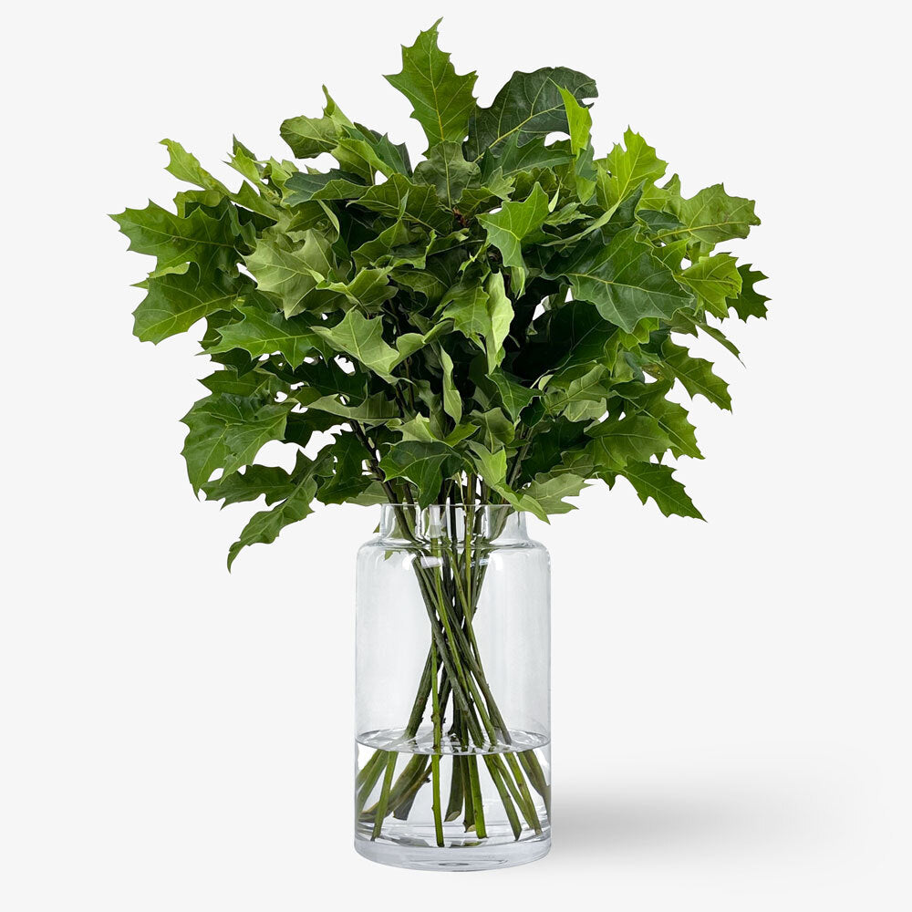 Eichenlaub grün online kaufen – TOM FLOWERS