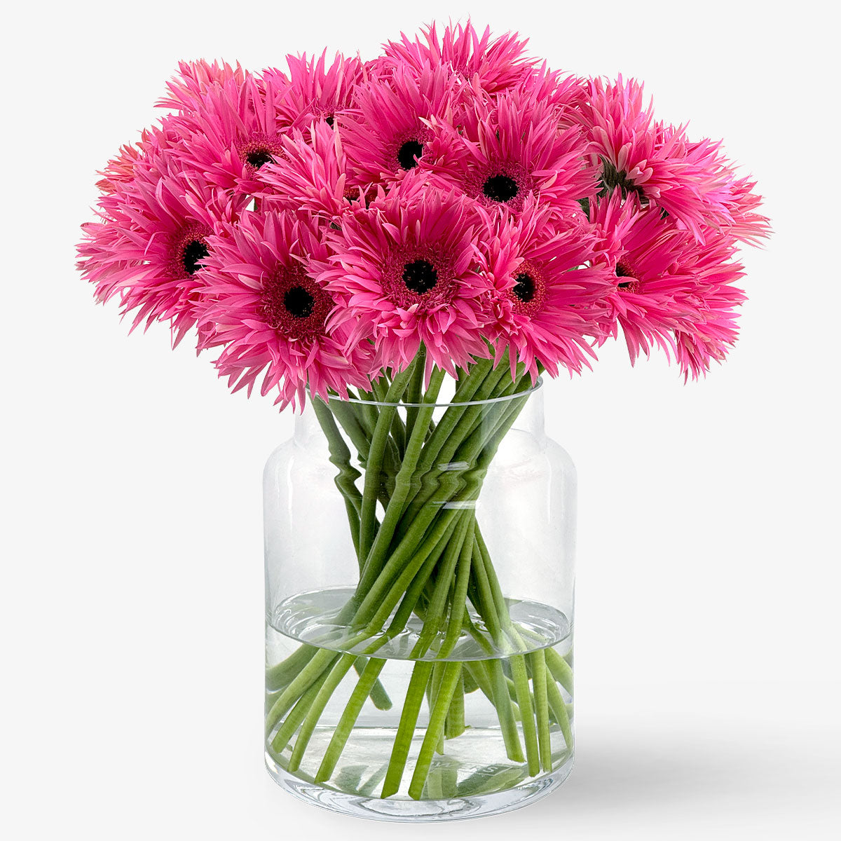 Spider Gerbera pink online kaufen – TOM FLOWERS