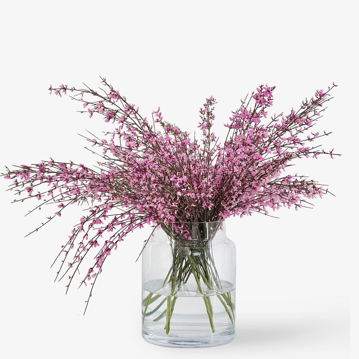 Ginster Zweige rosa online kaufen – TOM FLOWERS