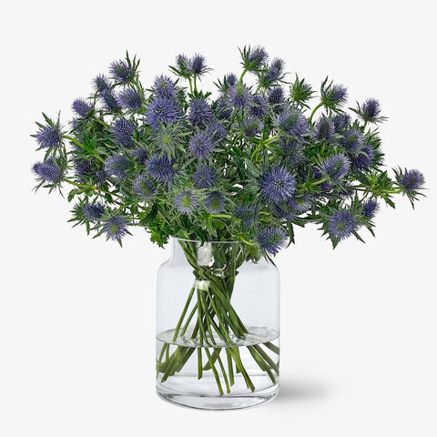 Disteln blau online kaufen – TOM FLOWERS