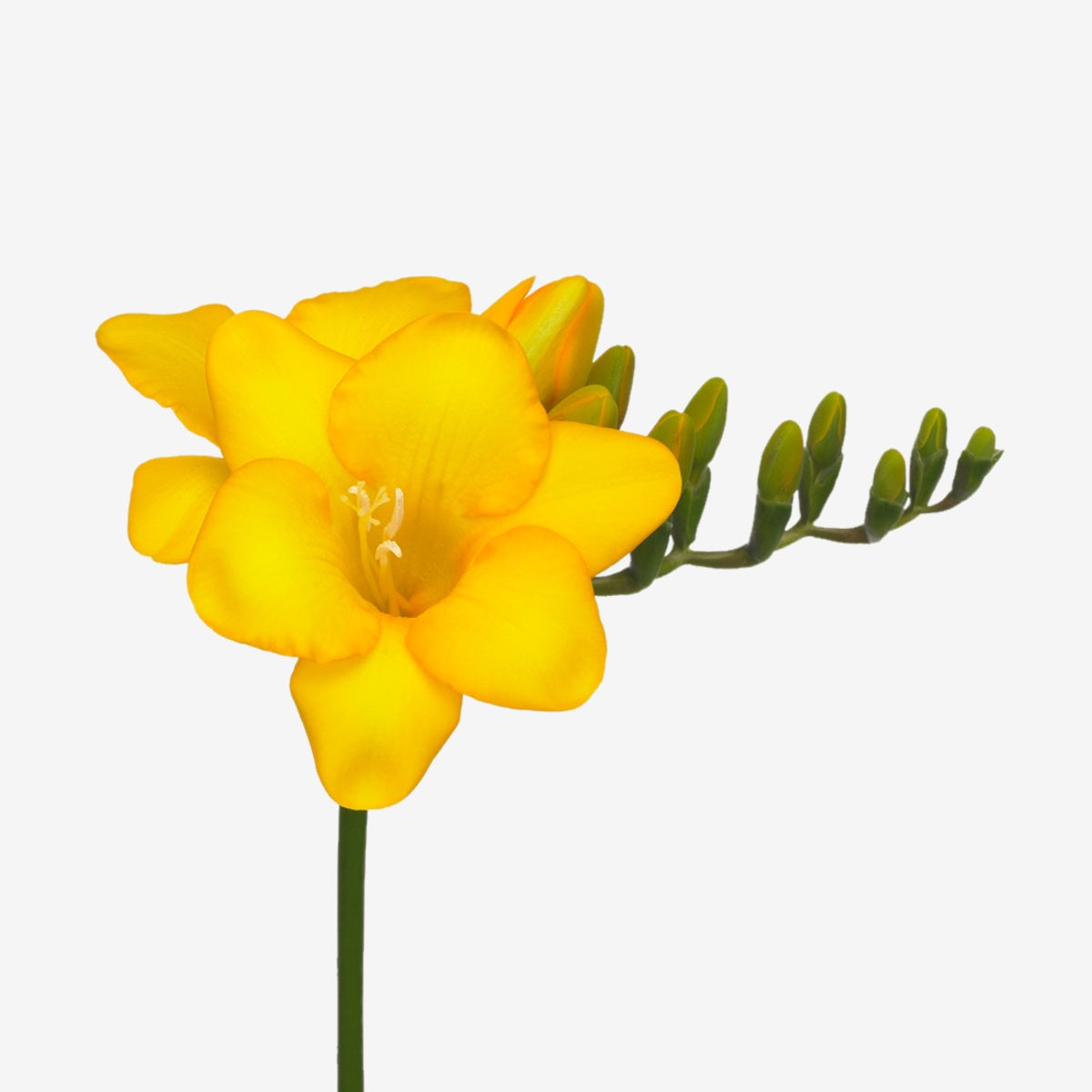 Freesien gelb online kaufen – TOM FLOWERS