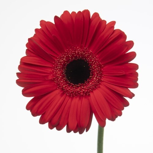 Gerbera rot online kaufen – TOM FLOWERS