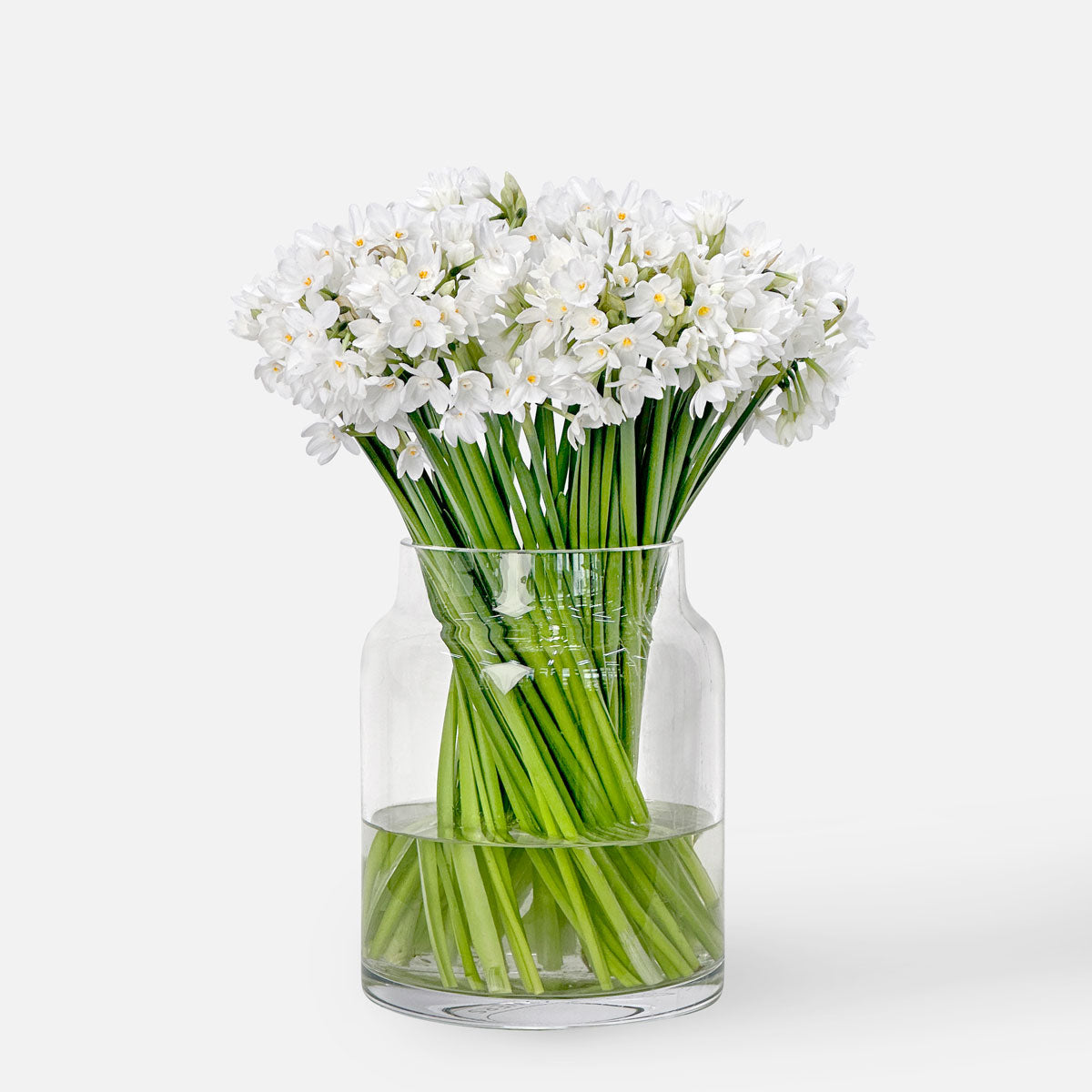 Spray Narzissen weiss online kaufen – TOM FLOWERS